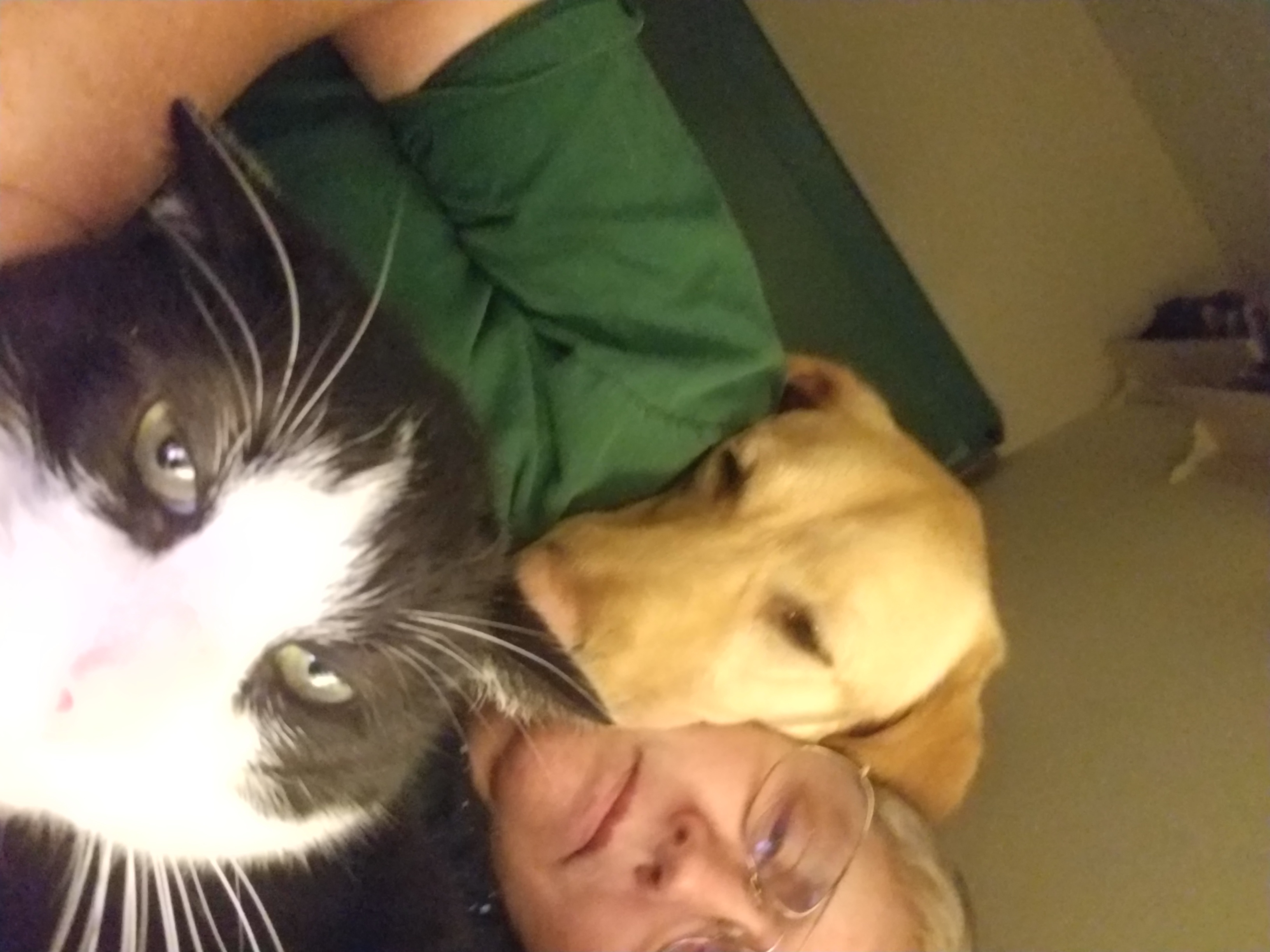 Sleeping in Bed - Guardian Animal Medical Center - Dr. Wixsom