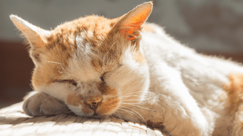 Pet article: Old Cat Triad – Guardian Animal Medical Center