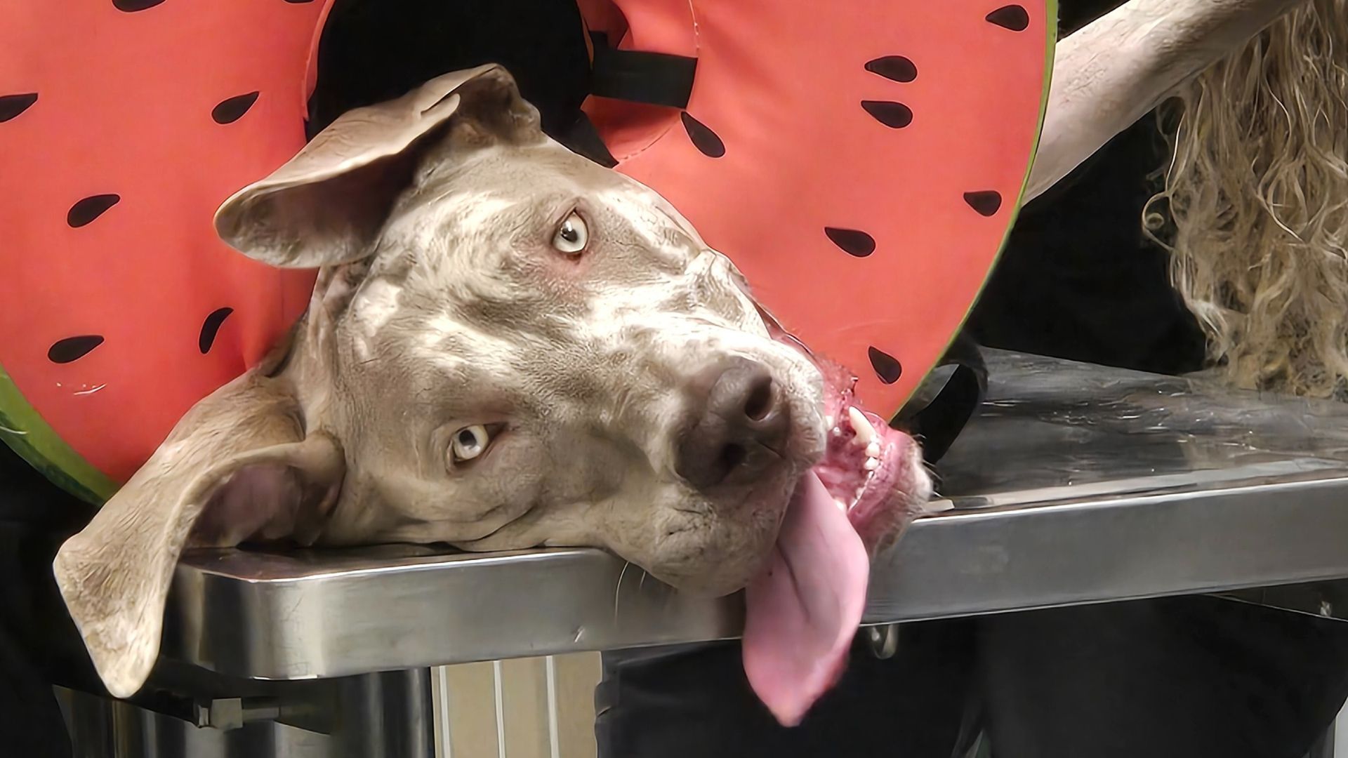 Emotional ER shifts – Guardian Animal Medical Center